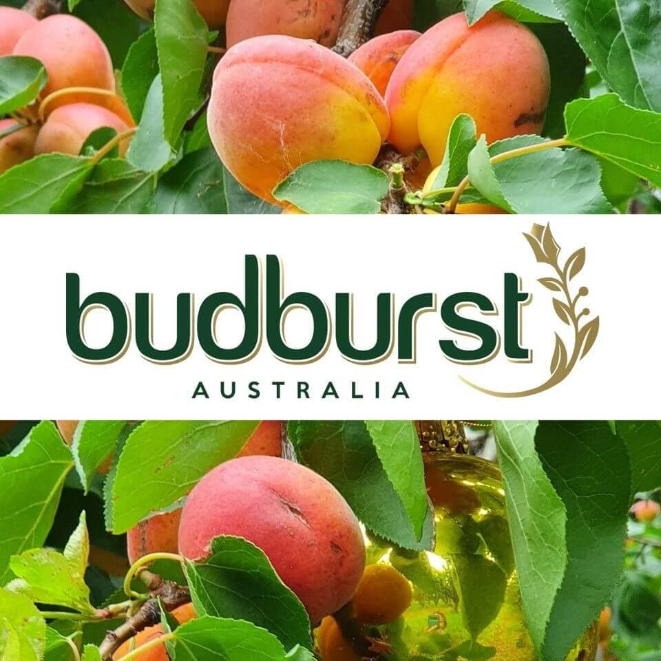 Home - Budburst Australia
